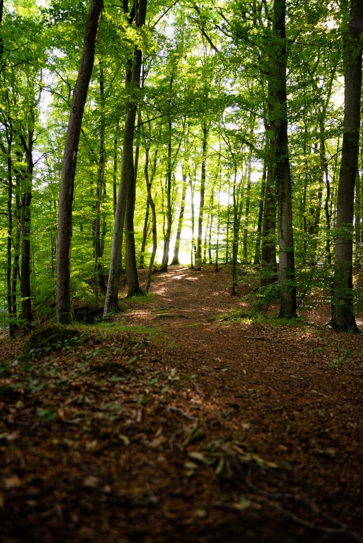 About | Battle for Trees